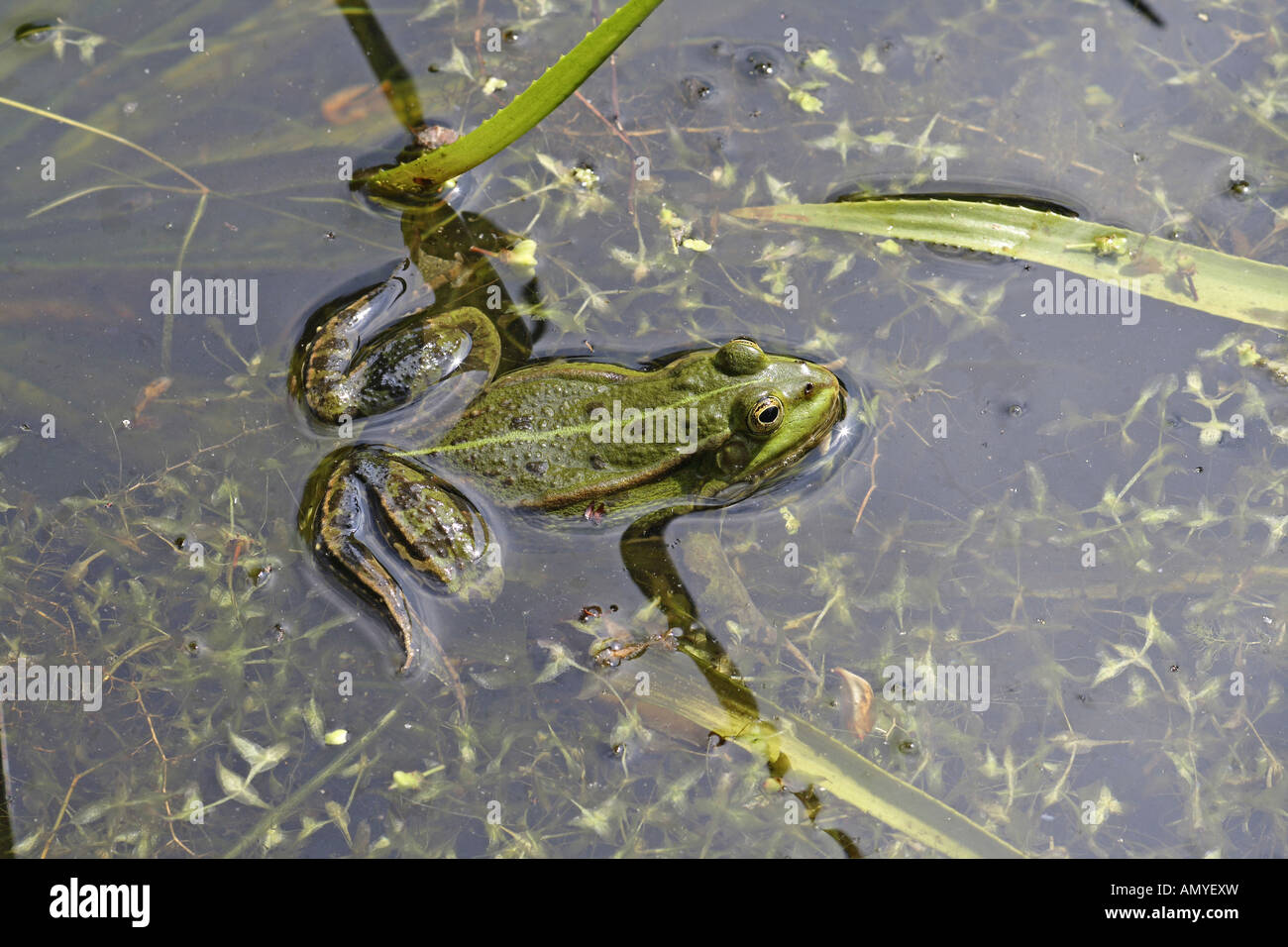 Frogs in muddy water hi-res stock photography and images - Alamy