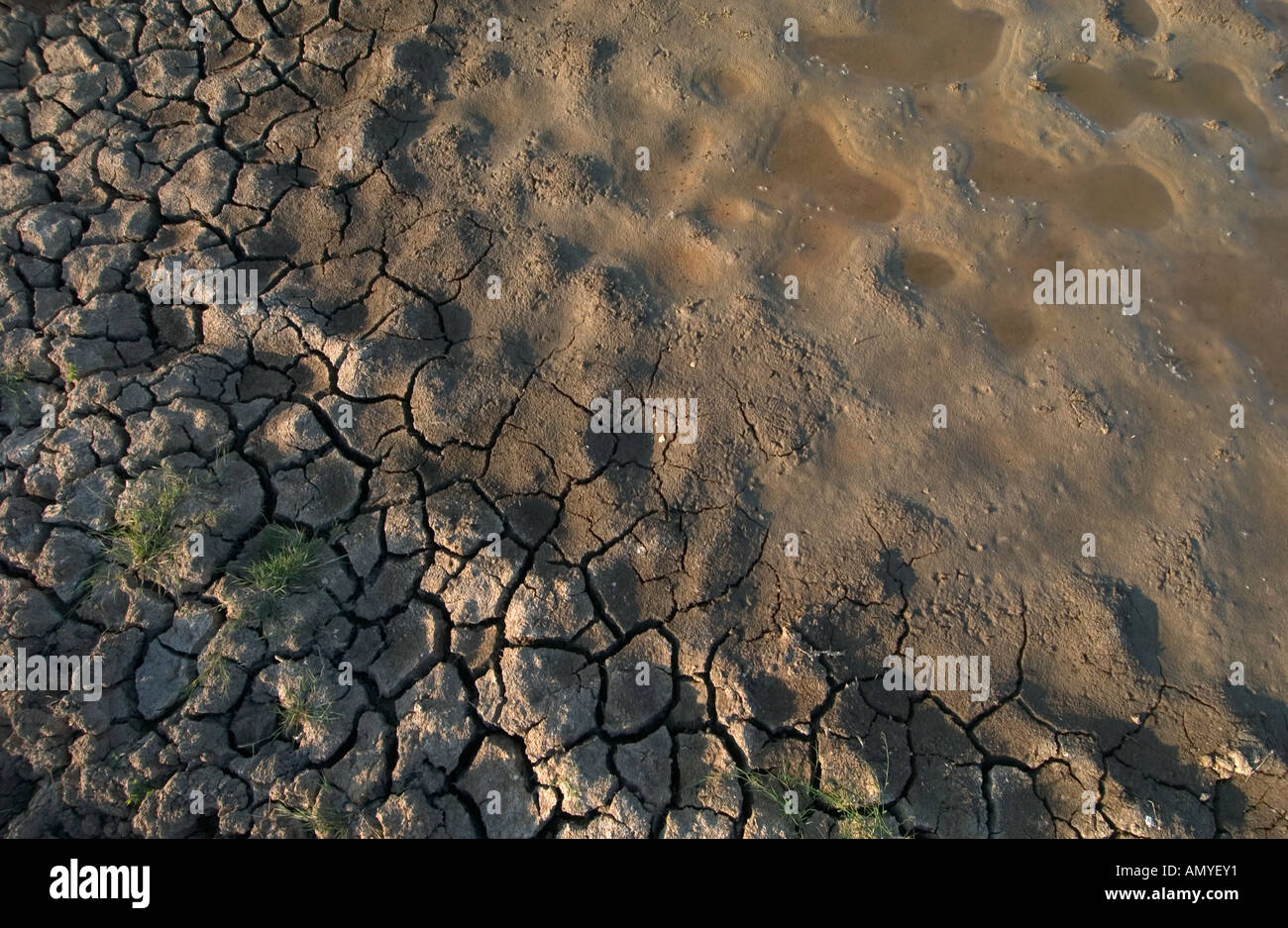 Cracked and wet mud at Elmley Marshes National Nature Reserve Stock ...