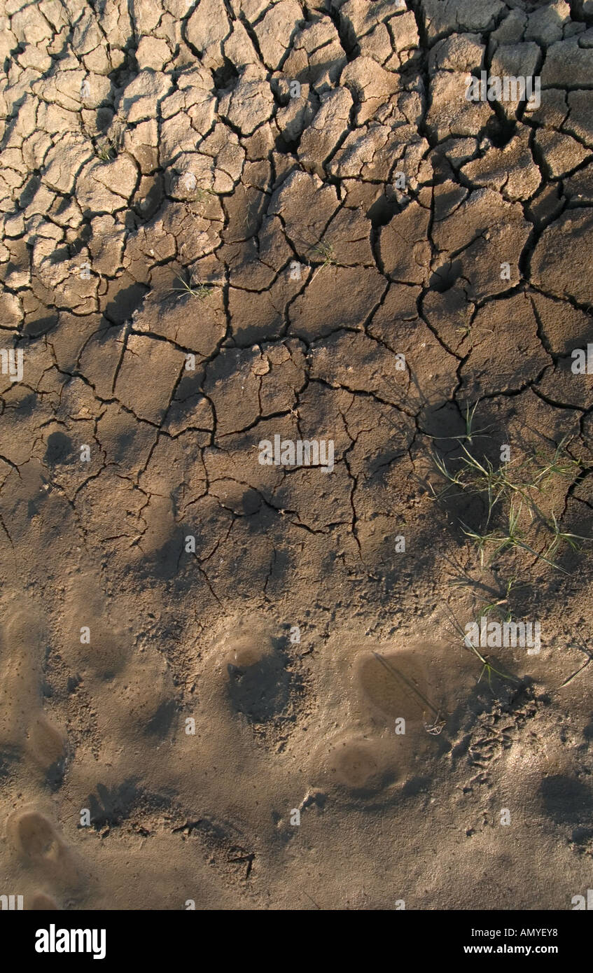 Cracked and wet mud at Elmley Marshes National Nature Reserve Stock ...