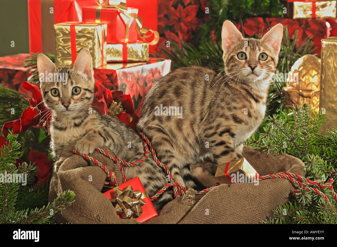 two Bengal kitten in front of chrismas presents Stock Photo - Alamy