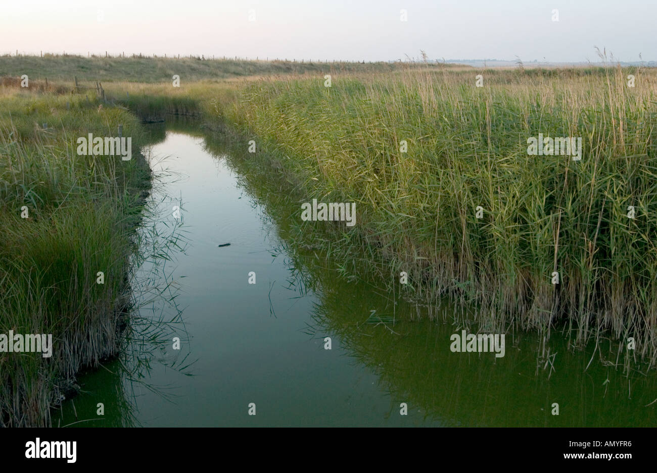Water vole, Arvicola terrestris, swimming across ditch Stock Photo - Alamy