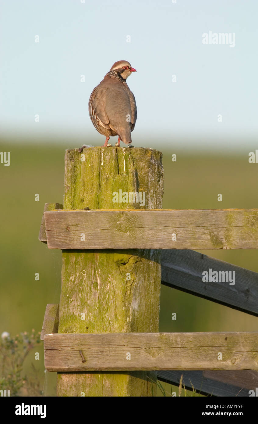 Red-legged partridge, Alectoris rufa, on post at twilight elmley ...