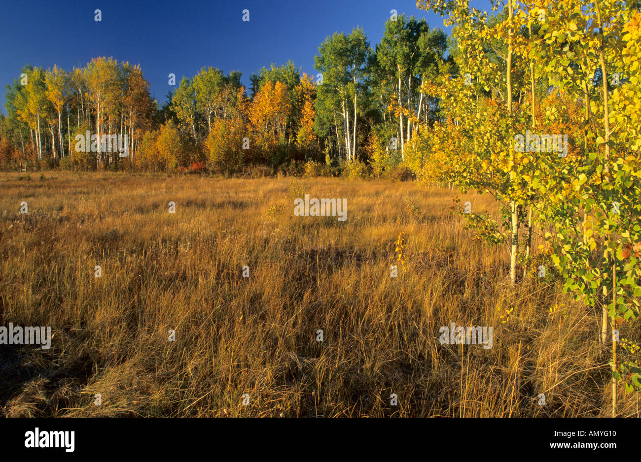 fall coloured aspen trees at the Great Slave Lake Stock Photo - Alamy