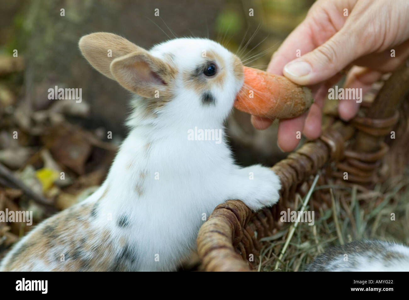 Rabbits eating vegetable hi-res stock photography and images - Alamy