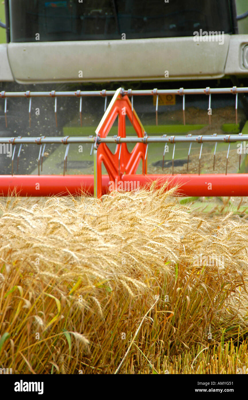 A combine Harvester harvesting crops Closeup of the harvesting tool ...
