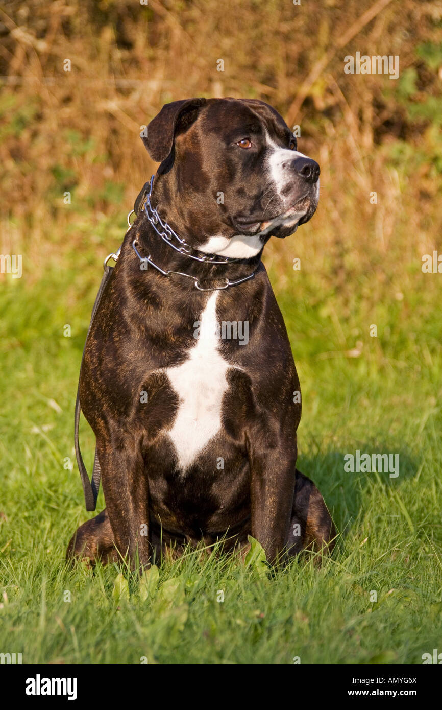 American Rottweiler Dog