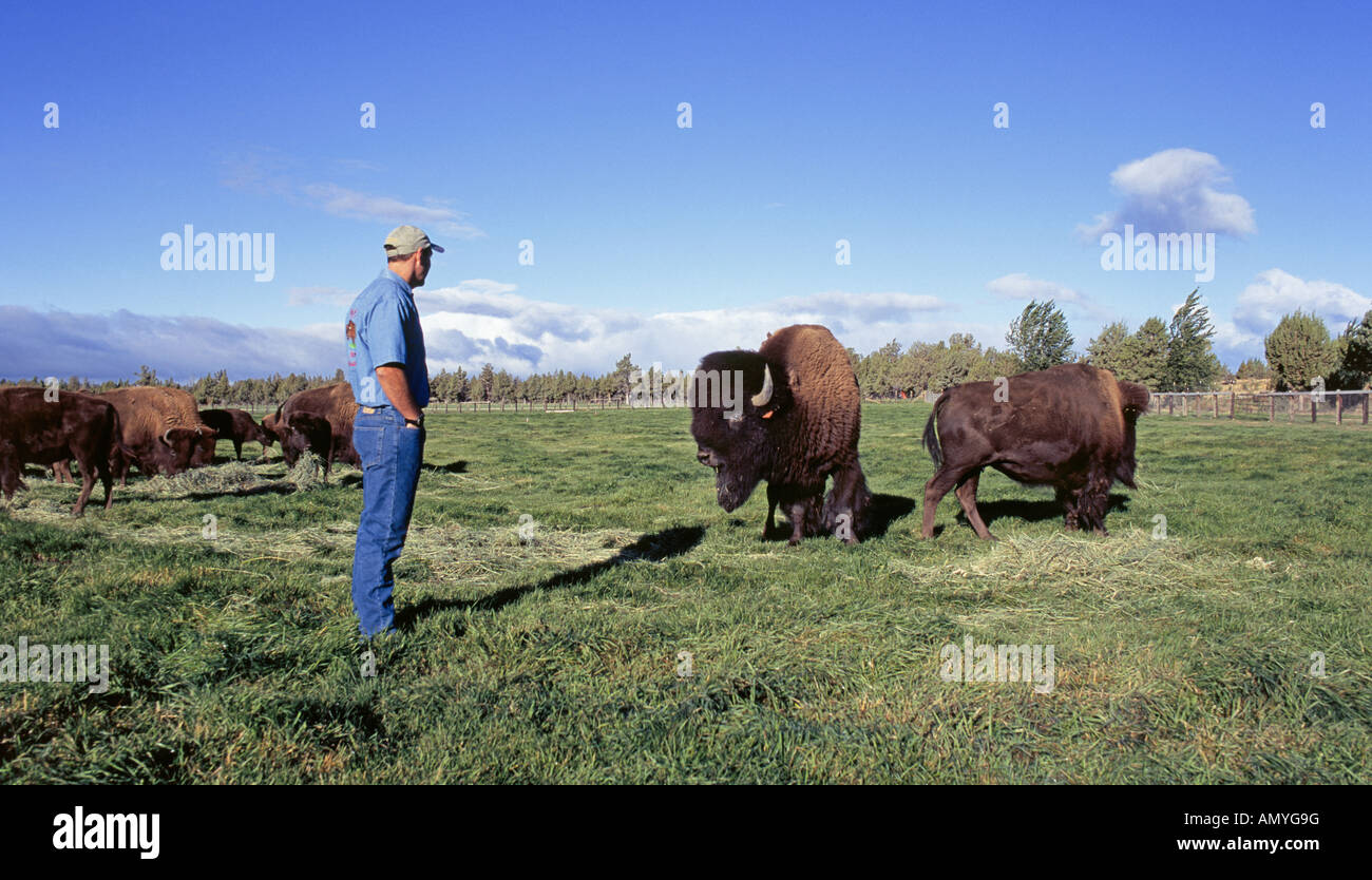 Bison Ranching High Resolution Stock Photography and Images - Alamy