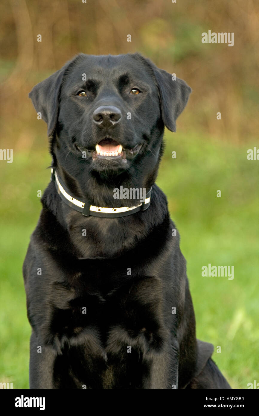 Labrador Retriever - portrait Stock Photo - Alamy