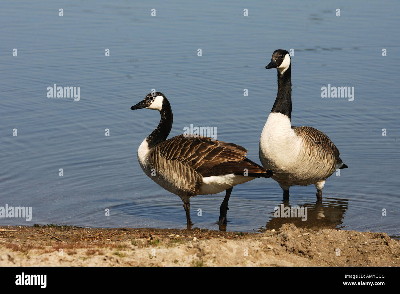 2 gooses hi-res stock photography and images - Alamy