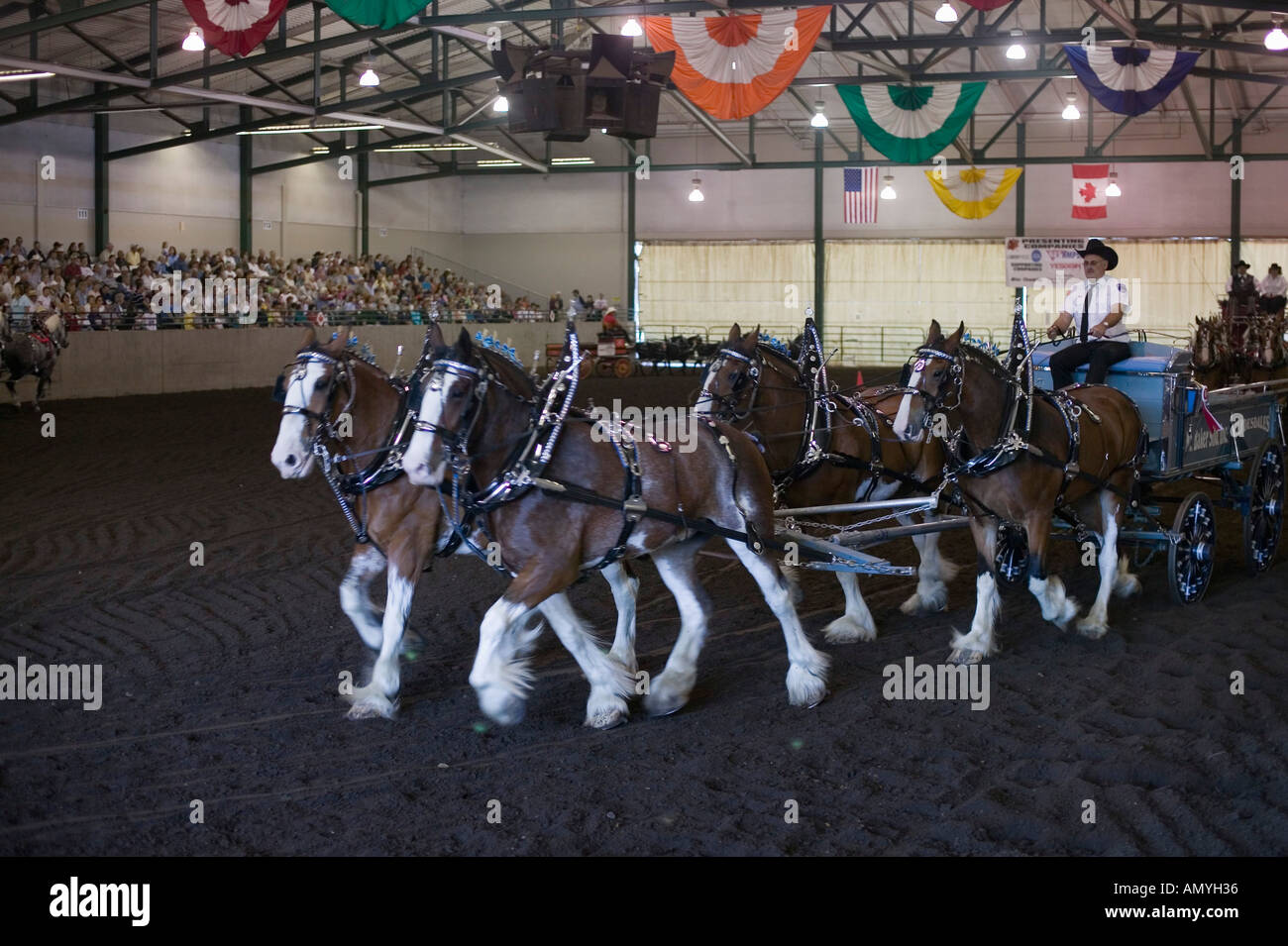Clydesdale horse teams pulling wagons at the Puyallup Fair Puyallup ...