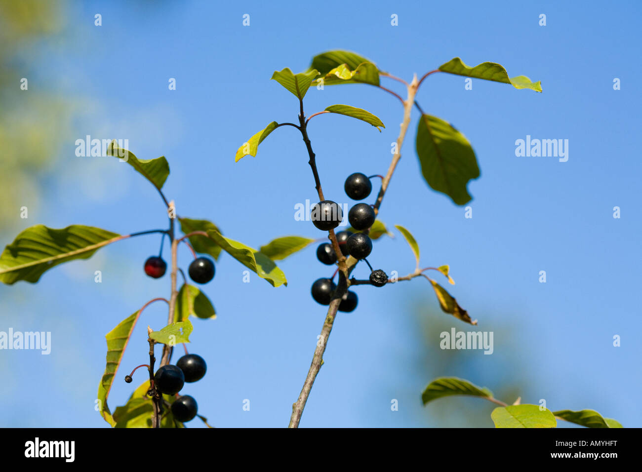 Alder Buckthorn or Rhamnus Frangula tree branch with berries against a ...