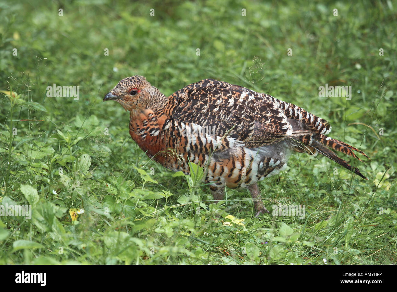 wood grouse - hen standing in the meadow / Tetrao urogallus Stock Photo ...
