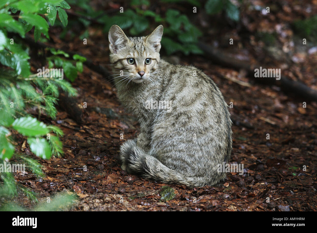 young wildcat sitting next to bush / Felis silvestris Stock Photo - Alamy