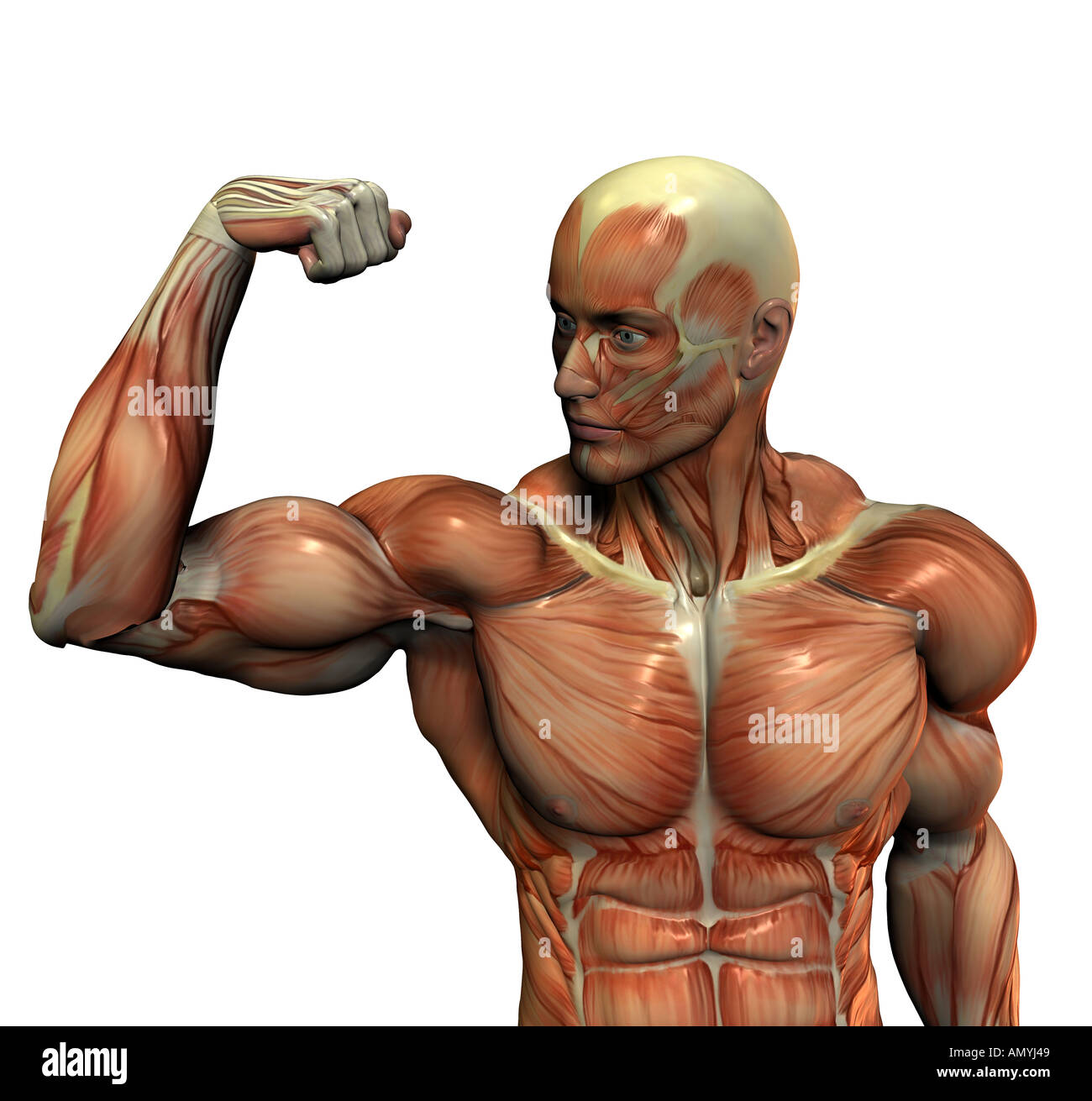 muscular body as symbol for bodybuilding Stock Photo - Alamy