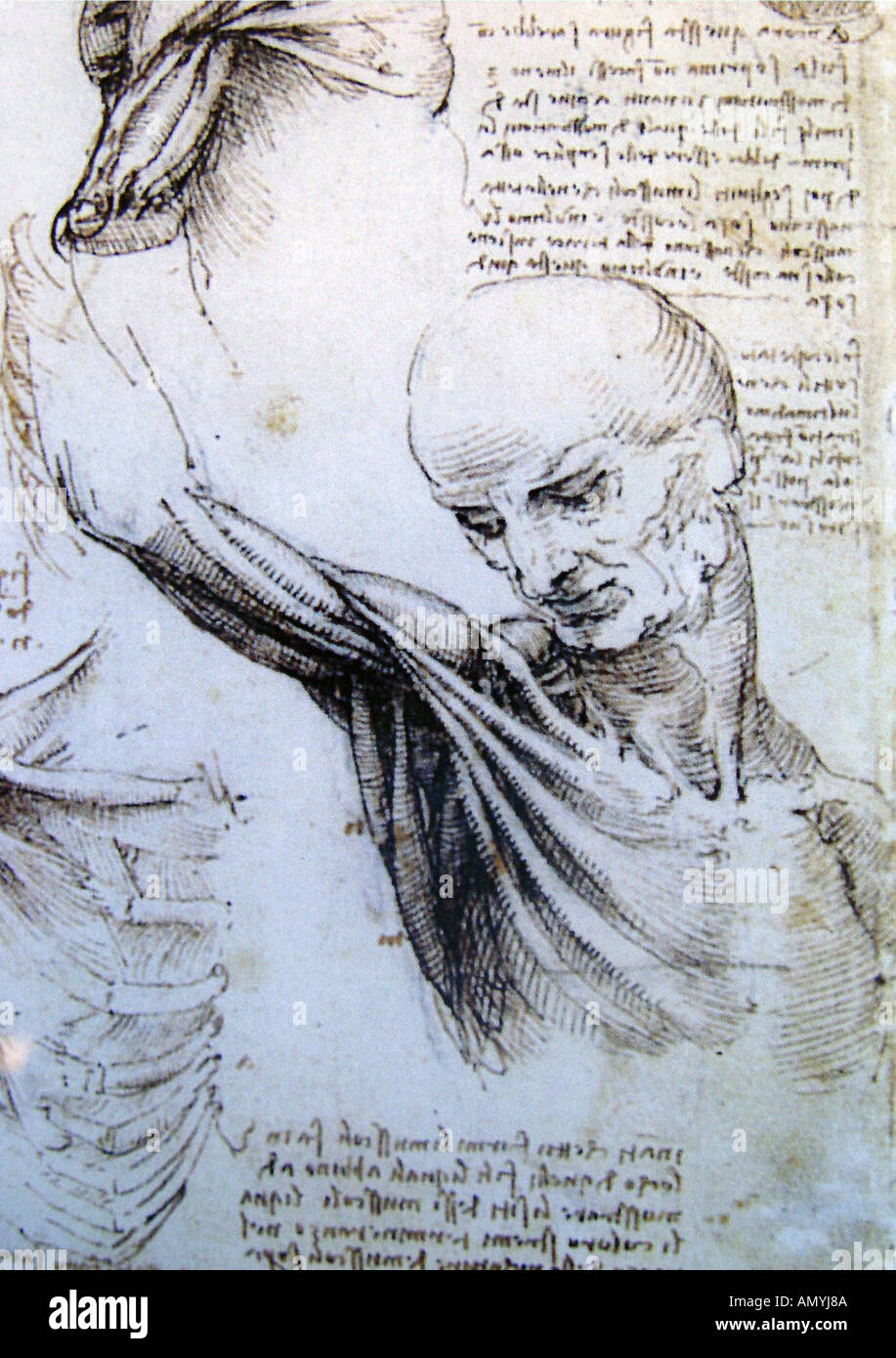 Leonardo da vinci arm muscle sketch hi-res stock photography and images ...