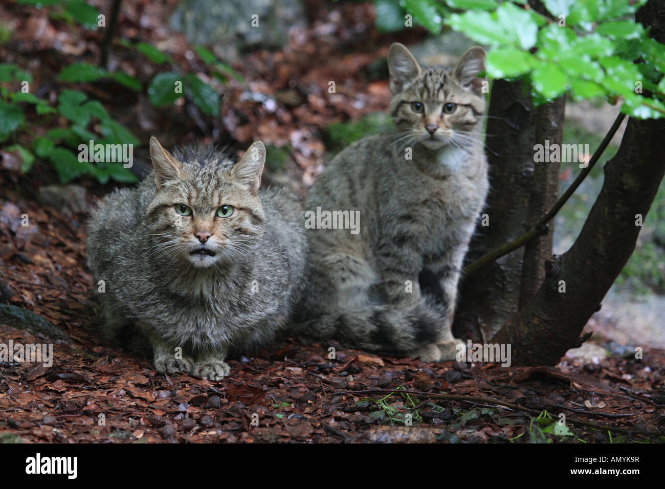 wildcat with cub sitting in the forest / Felis silvestris Stock Photo ...
