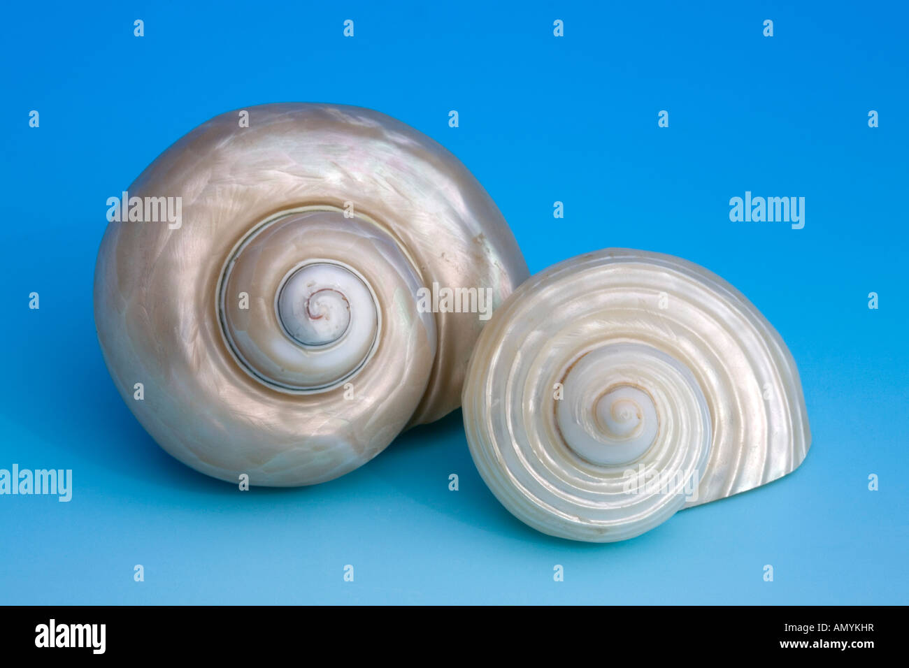 Pearl turbo shell hi-res stock photography and images - Alamy