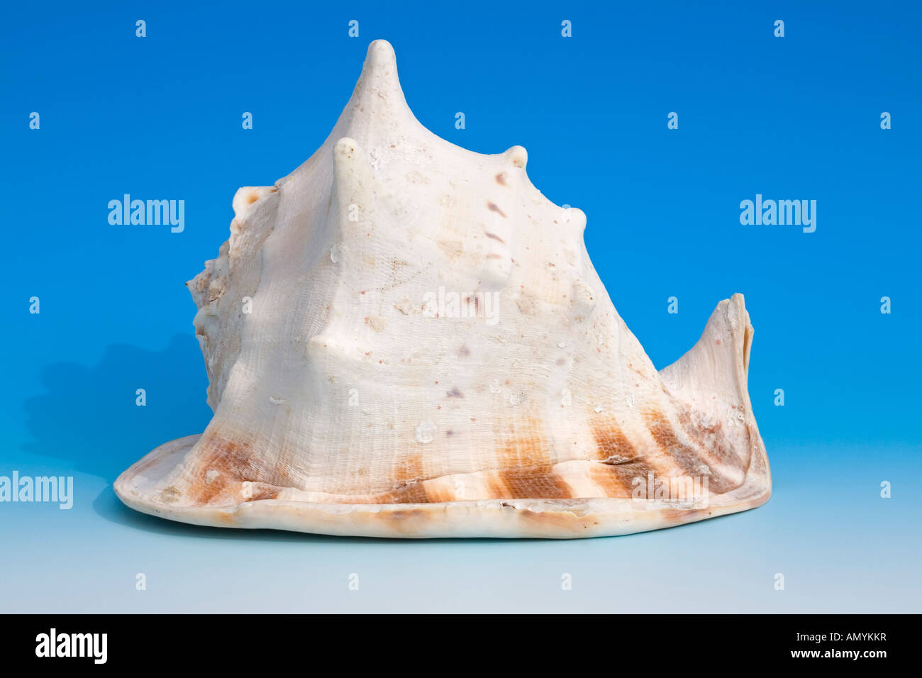 Helmet Conch Shell Cassis Cornuta Stock Photo - Alamy