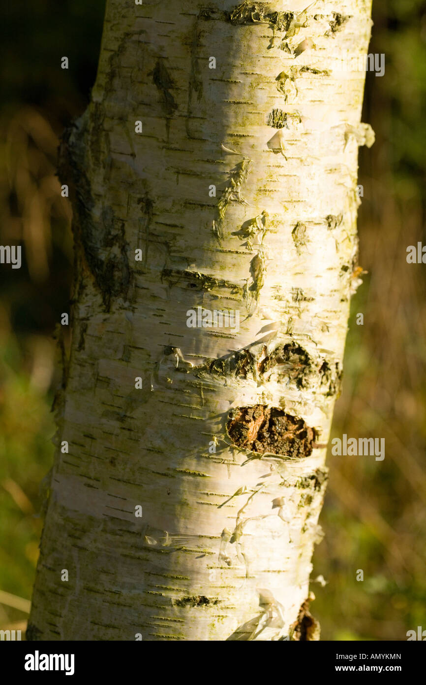 Common silver birch hi-res stock photography and images - Alamy