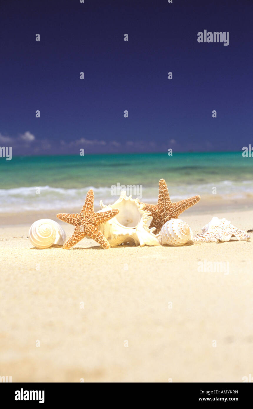 USA, Hawaiian Islands. Sea shells and star fish Stock Photo - Alamy