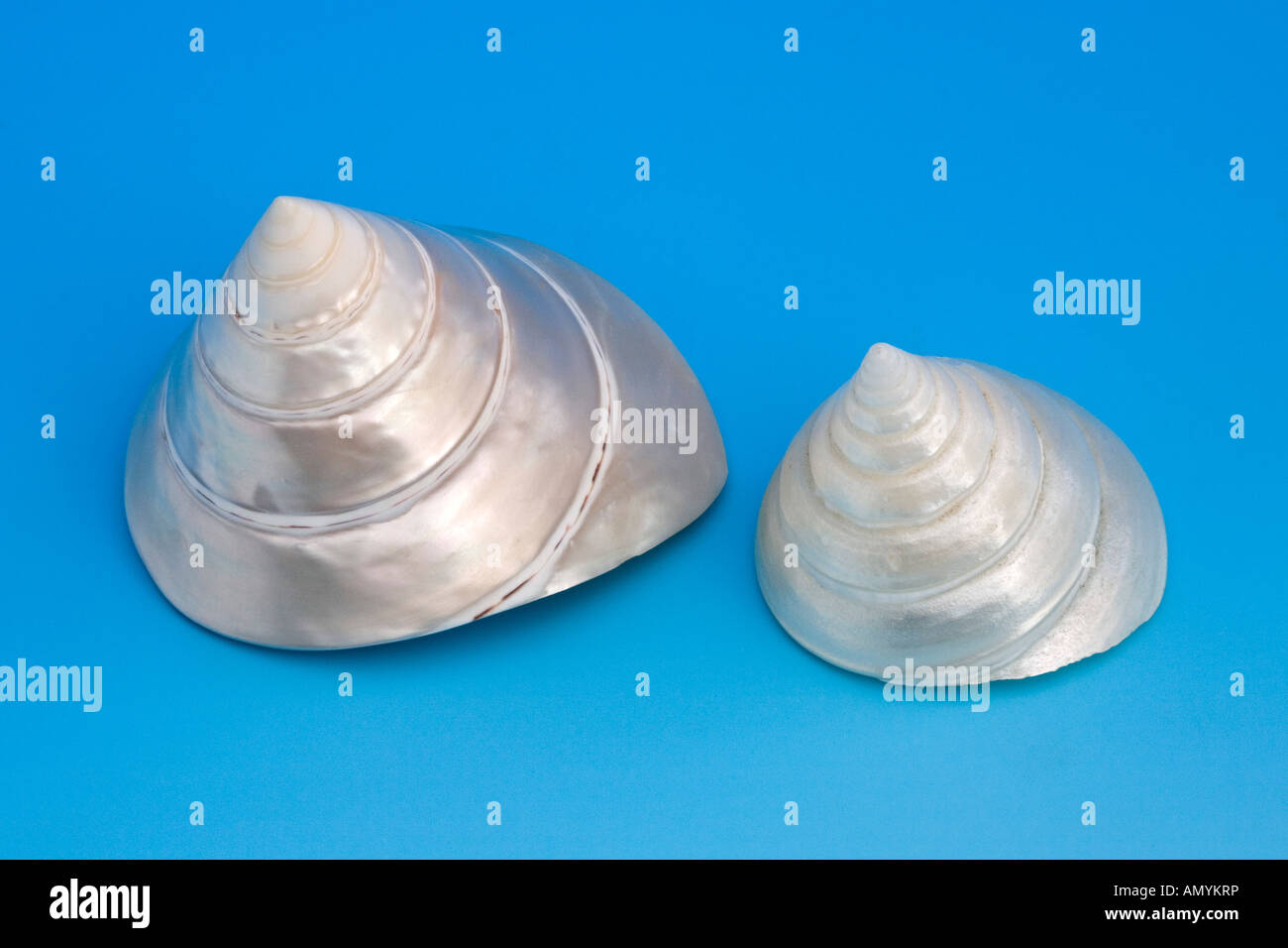 Silver shells hi-res stock photography and images - Alamy