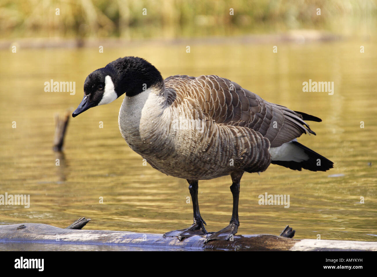 Canada goose branch hi-res stock photography and images - Alamy