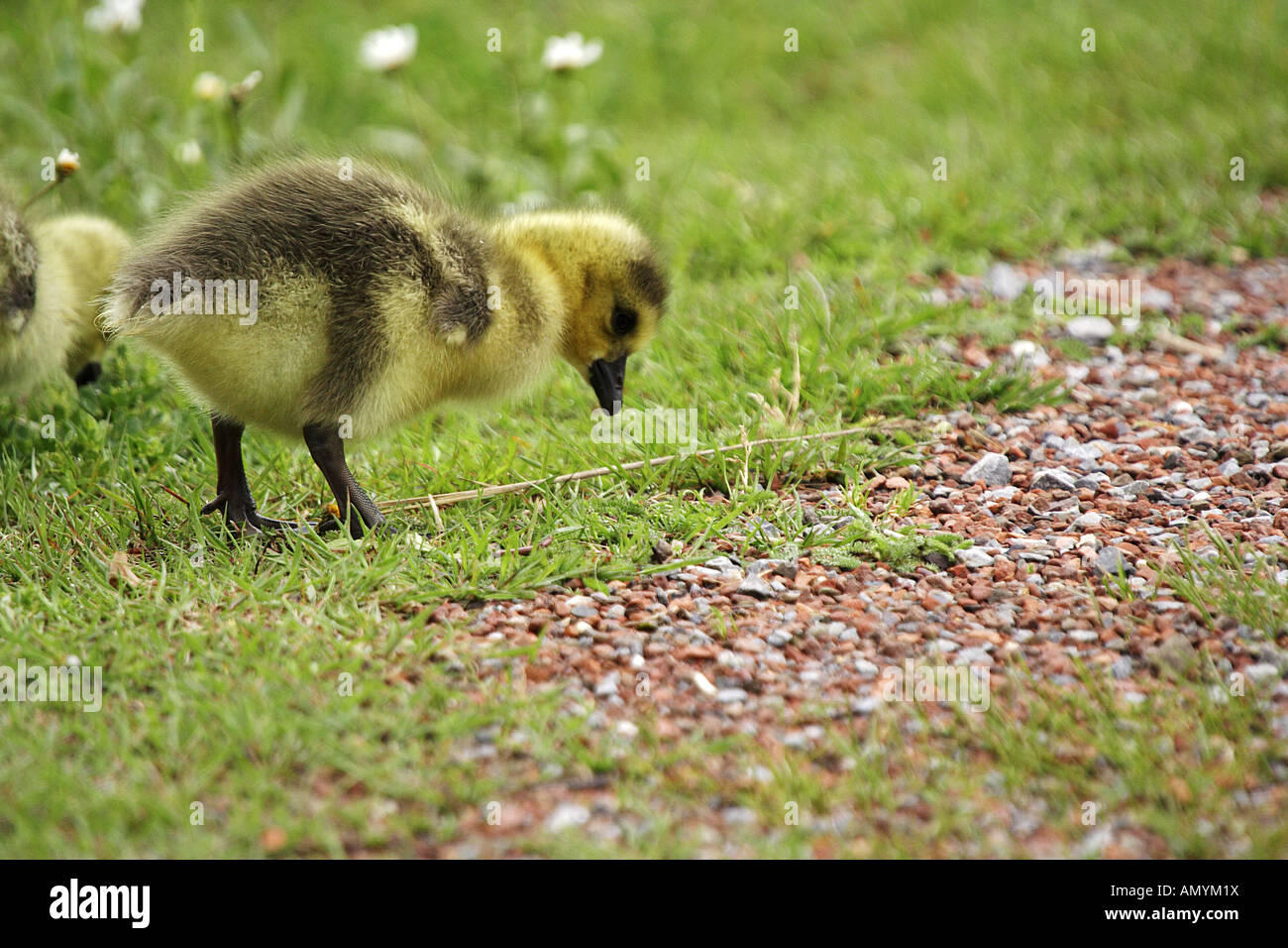 Canada goose - fledgling on meadow / Branta canadensis Stock Photo - Alamy
