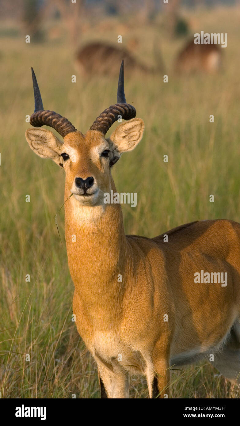Uganda Kob, Kobus kob Stock Photo - Alamy