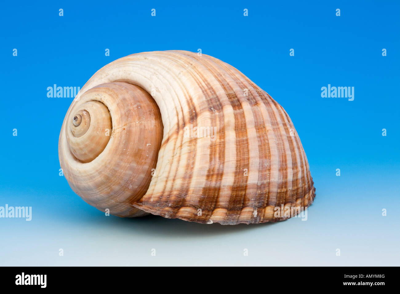 Tonna Shells High Resolution Stock Photography and Images - Alamy