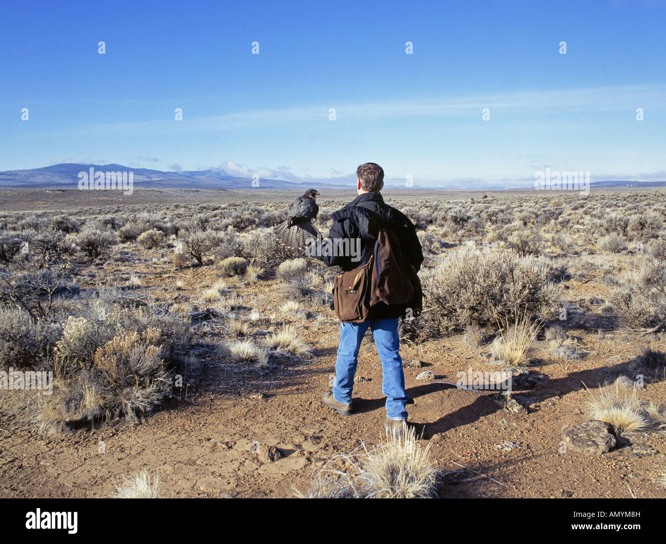 A falconer carries his peregrin falcon on a rabbit hunt on the high ...