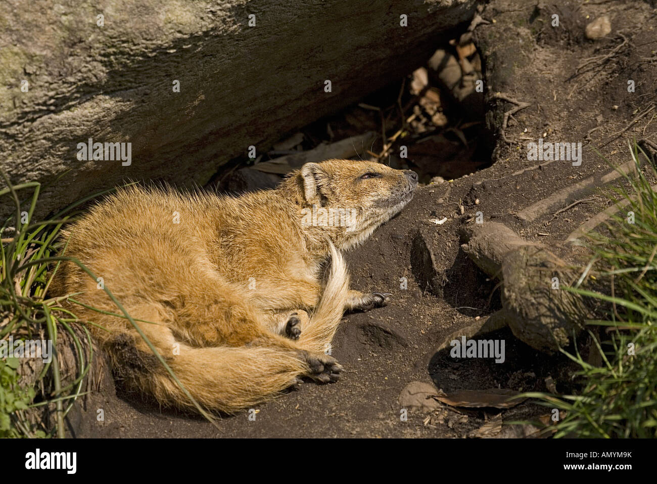 Yellow mongoose - sleeping / Cynictis penicillata Stock Photo - Alamy