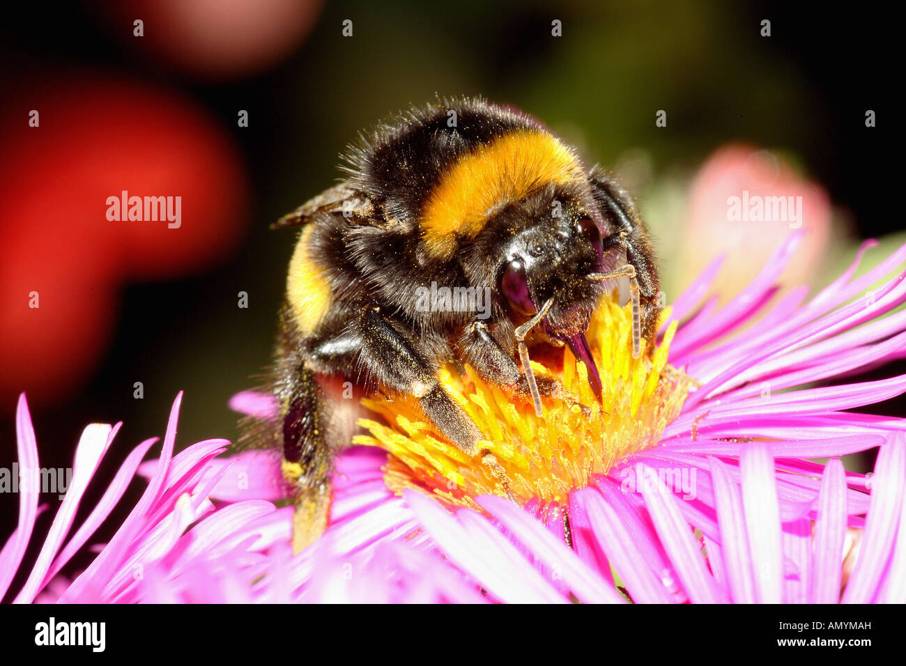 Small Garden Bumble Bee (Bombus hortorum) on a flower Stock Photo - Alamy