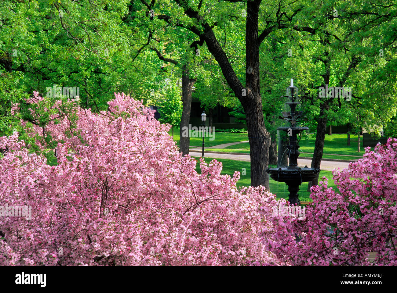 FLOWERING FRUIT TREES IN THE IRVINE PARK HISTORIC DISTRICT OF ST. PAUL ...