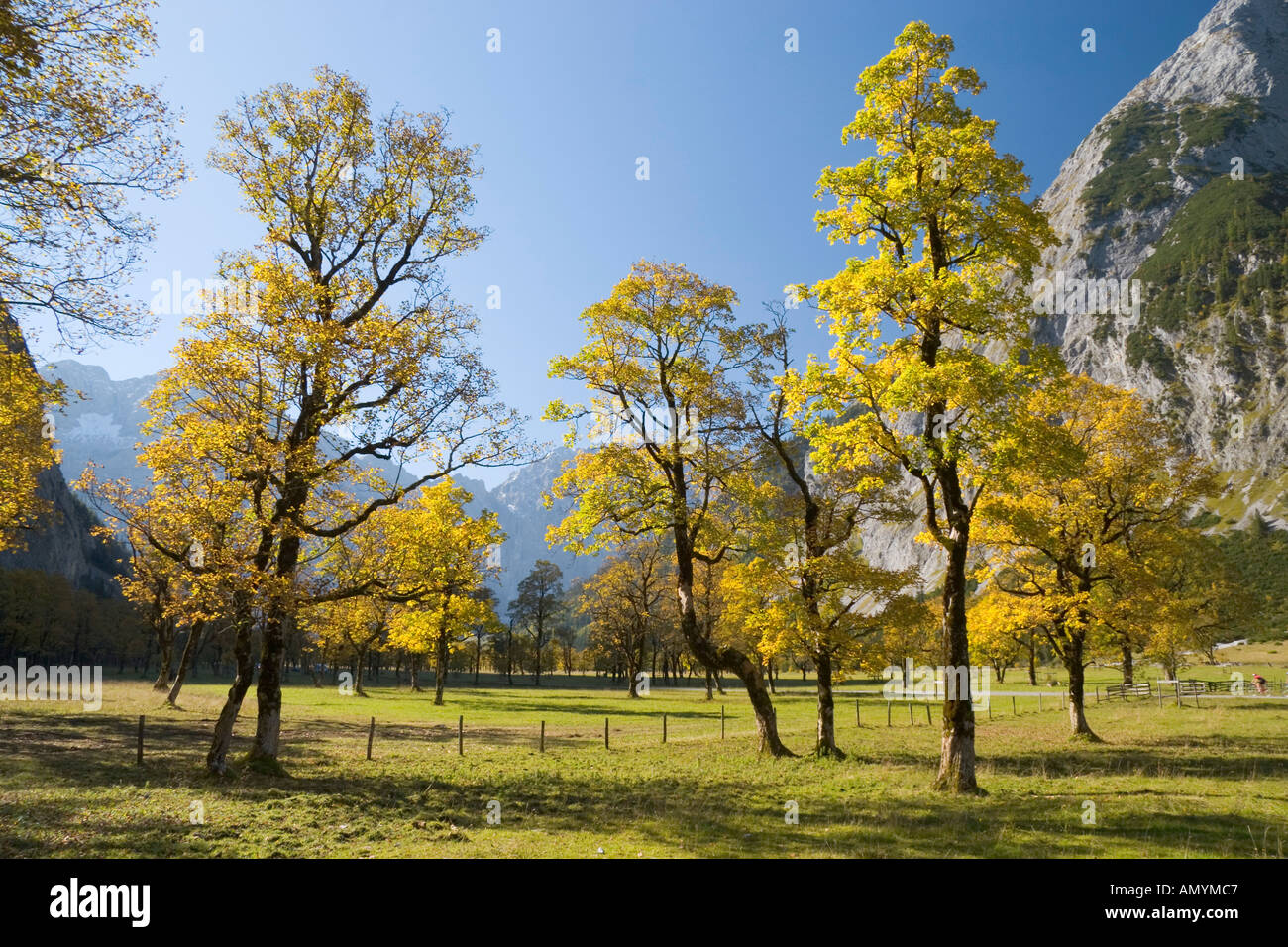 Großer Ahornboden Herbstfärbung in der Eng Österreich autumncolors in ...