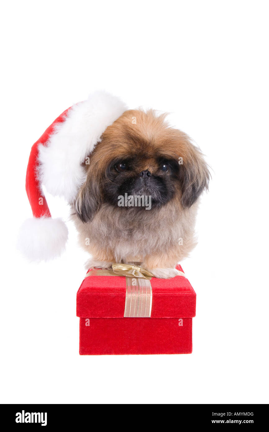 Brown Pekingese dog dressed for Christmas in hat with red velvet gift ...