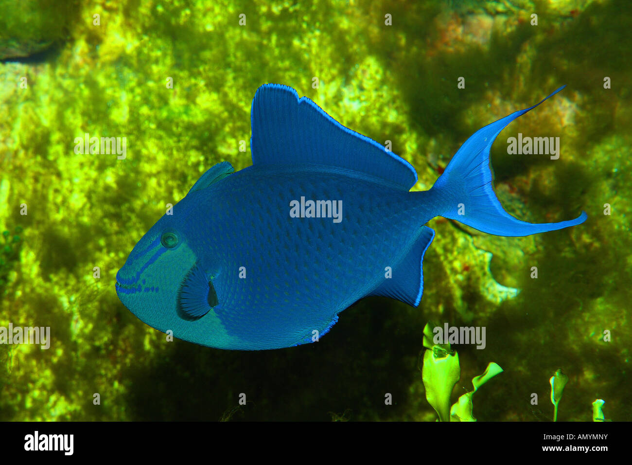 Redtoothed triggerfish odonus niger hi-res stock photography and images ...