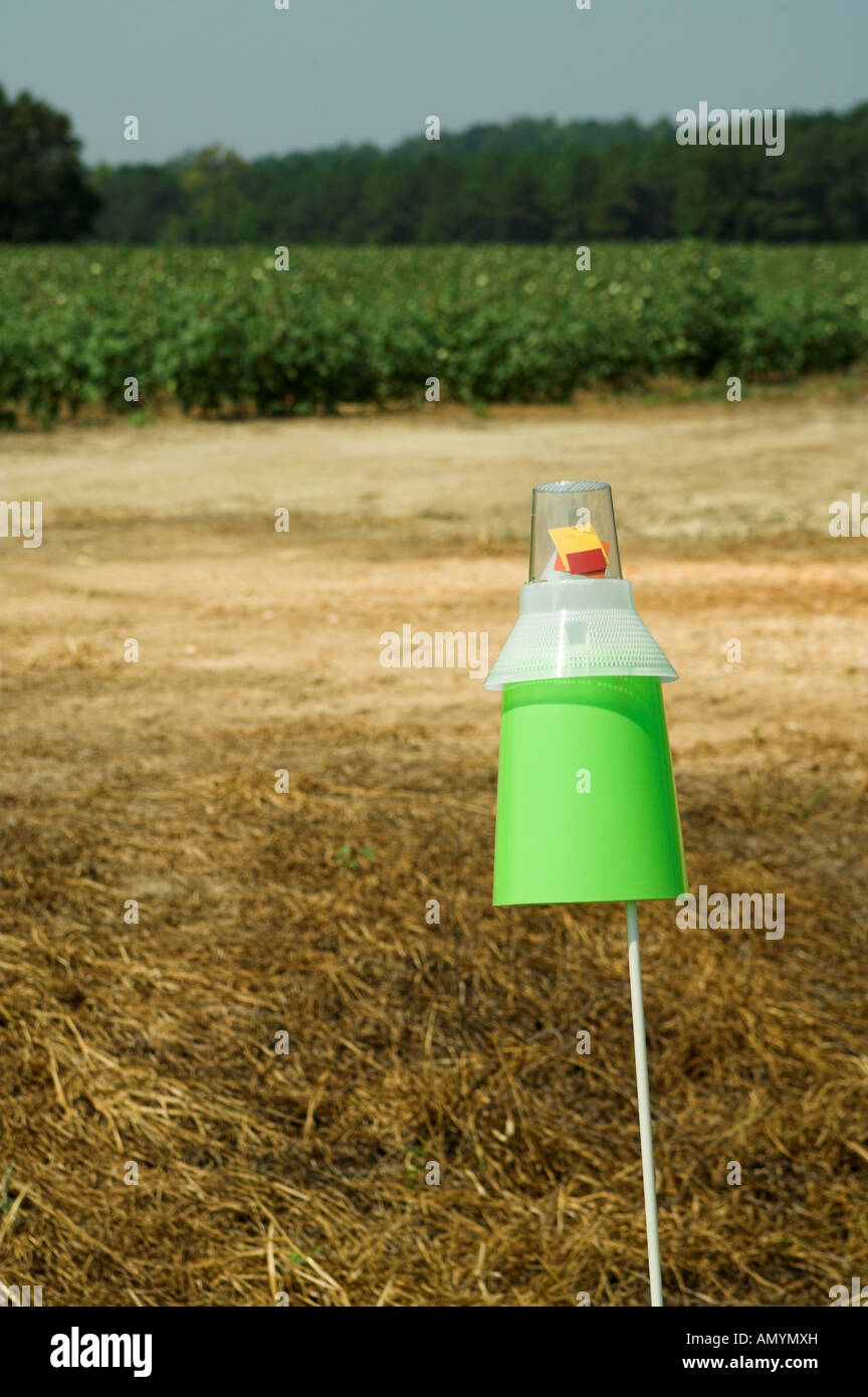 Insect trap alongside cotton field hi-res stock photography and images ...