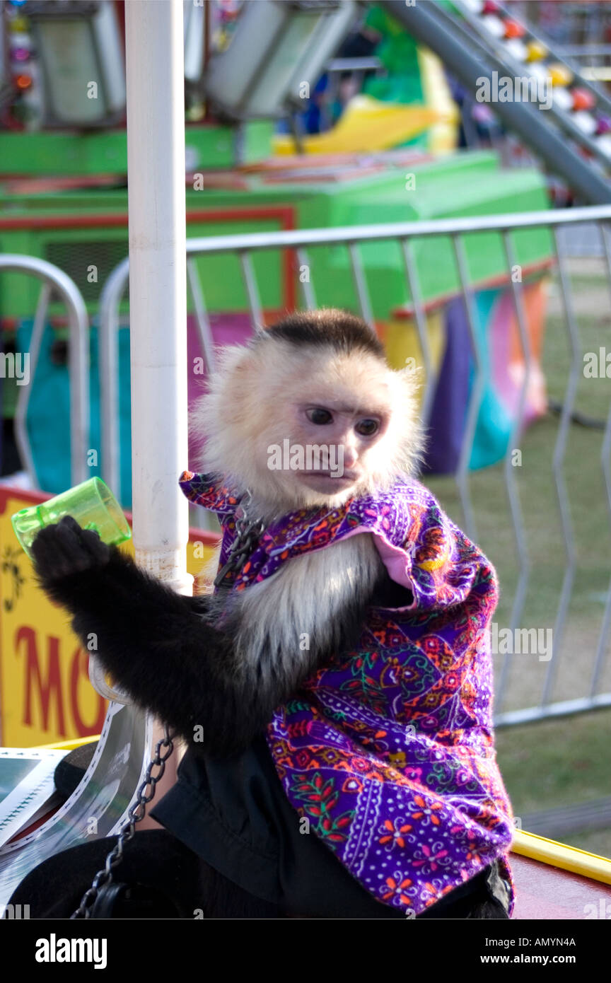 Monkey at the fair sipping water and watching people Stock Photo - Alamy