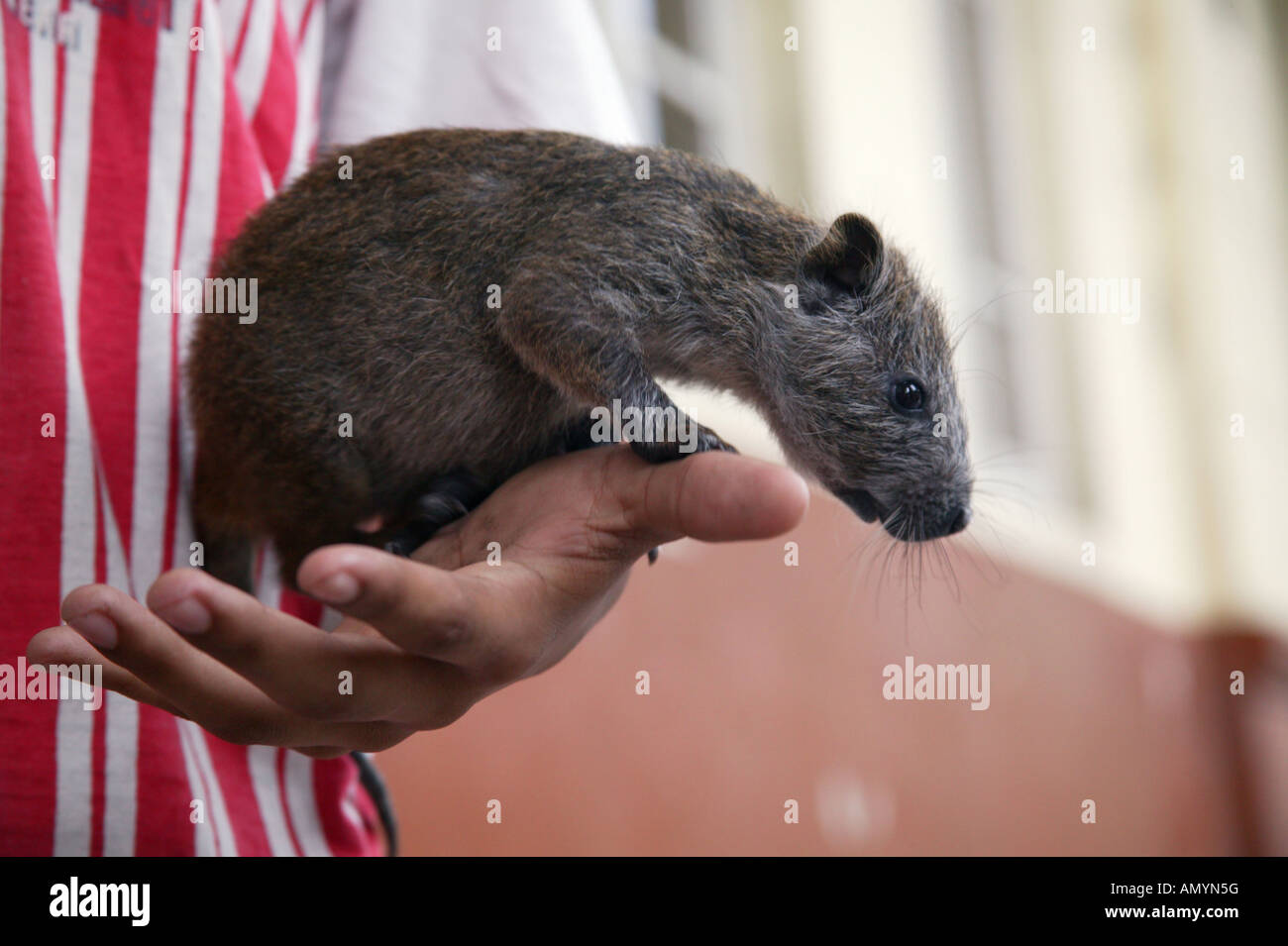 Jutia cuba hi-res stock photography and images - Alamy