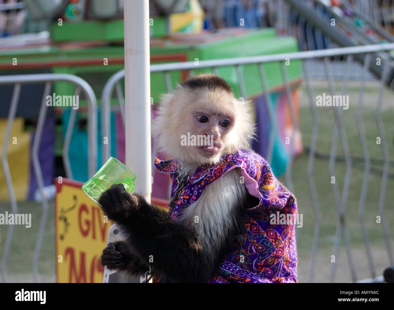 Monkey at the fair making a face at the people Stock Photo - Alamy