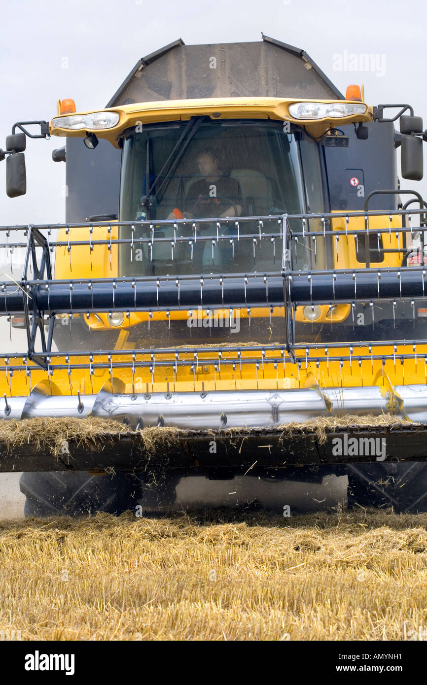 A YELLOW NEWHOLLAND COMBINE HARVESTER AT WORK IN AN ESSEX FIELD Stock ...