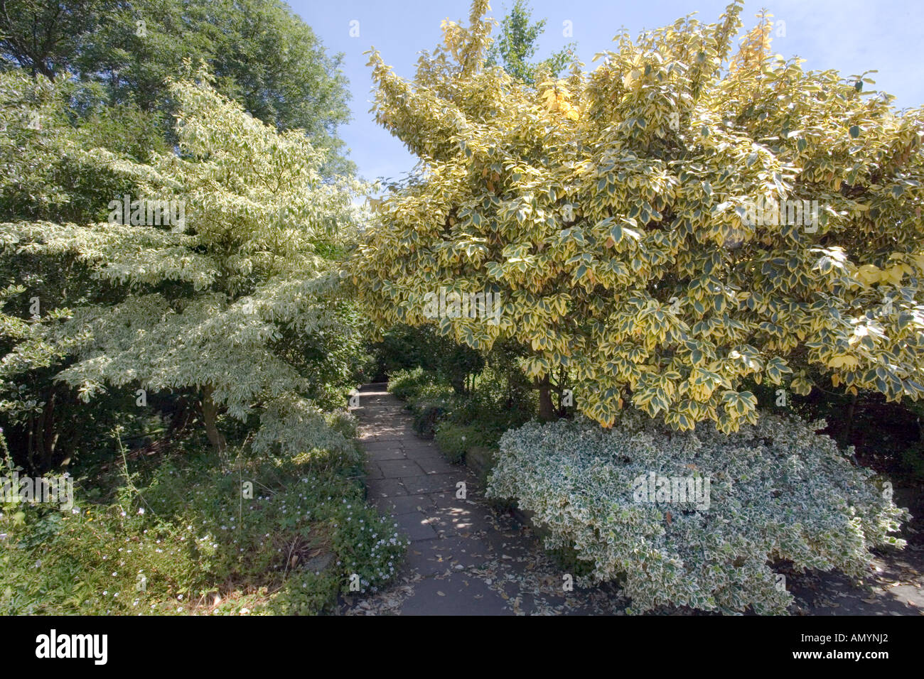Path bushes hi-res stock photography and images - Alamy