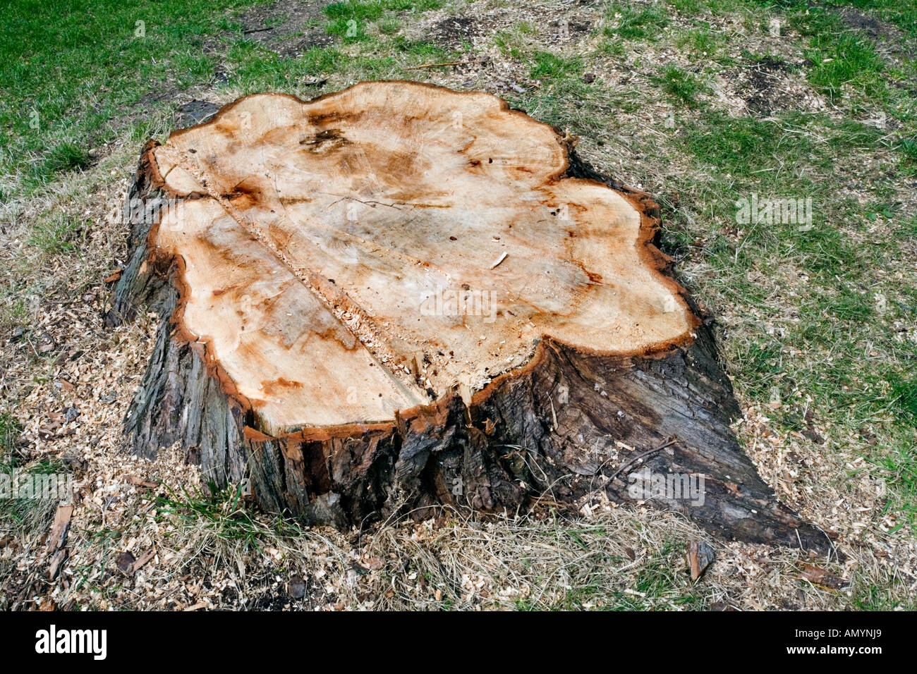 THE STUMP OF A TREE RECENTLY CUT DOWN Stock Photo - Alamy