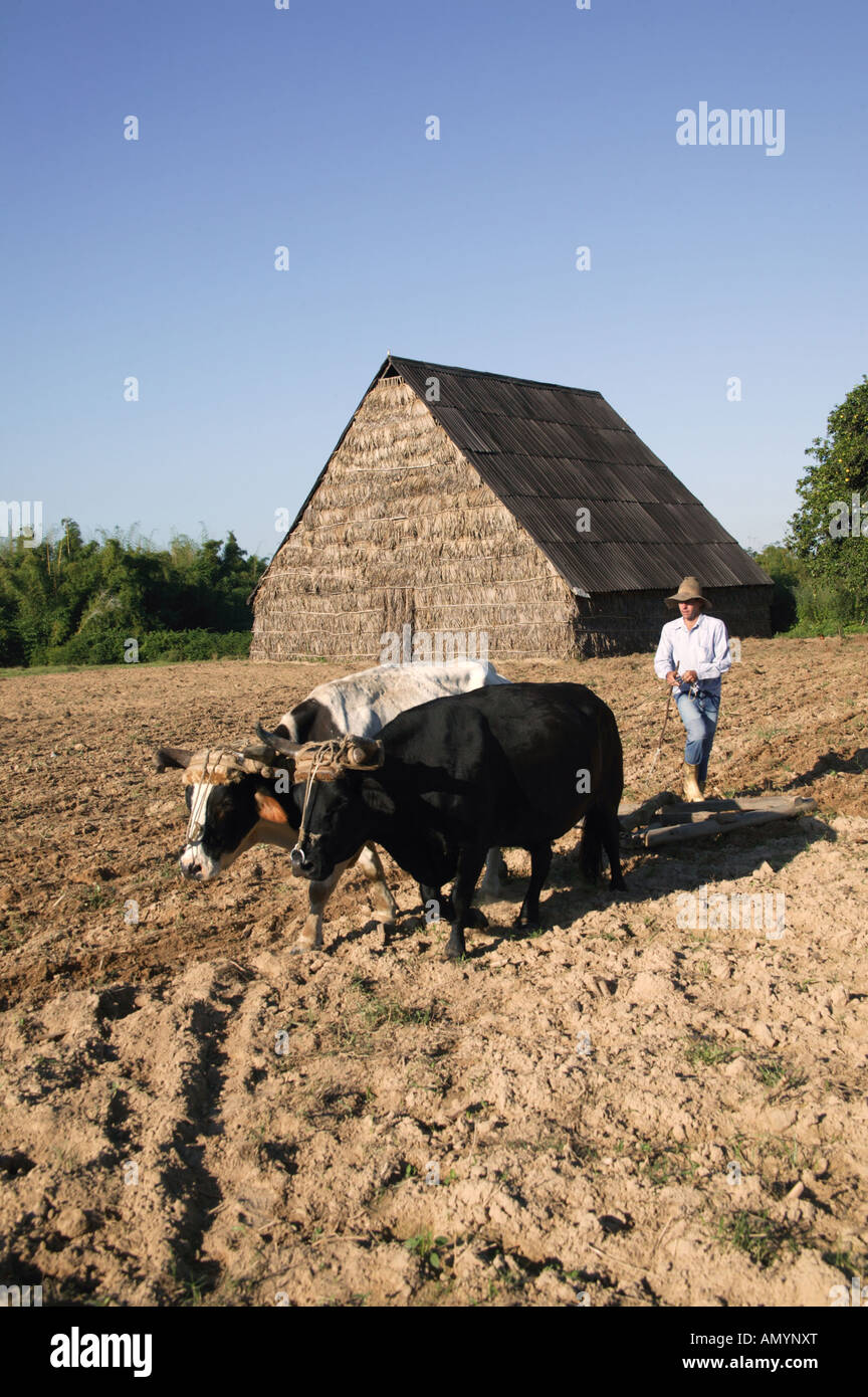 Farmer ploughing field using oxen hi-res stock photography and images ...
