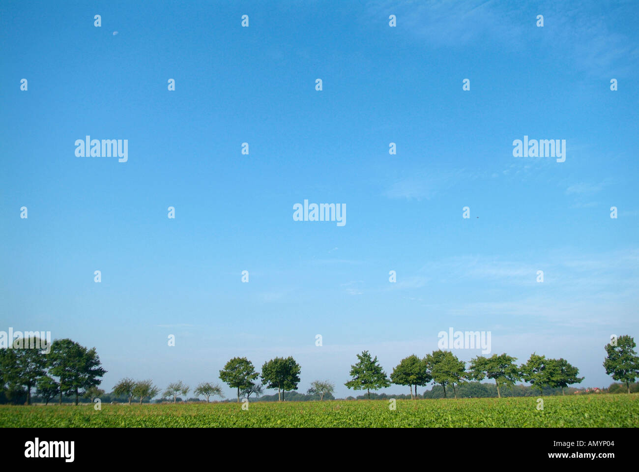 tree lines up Stock Photo - Alamy