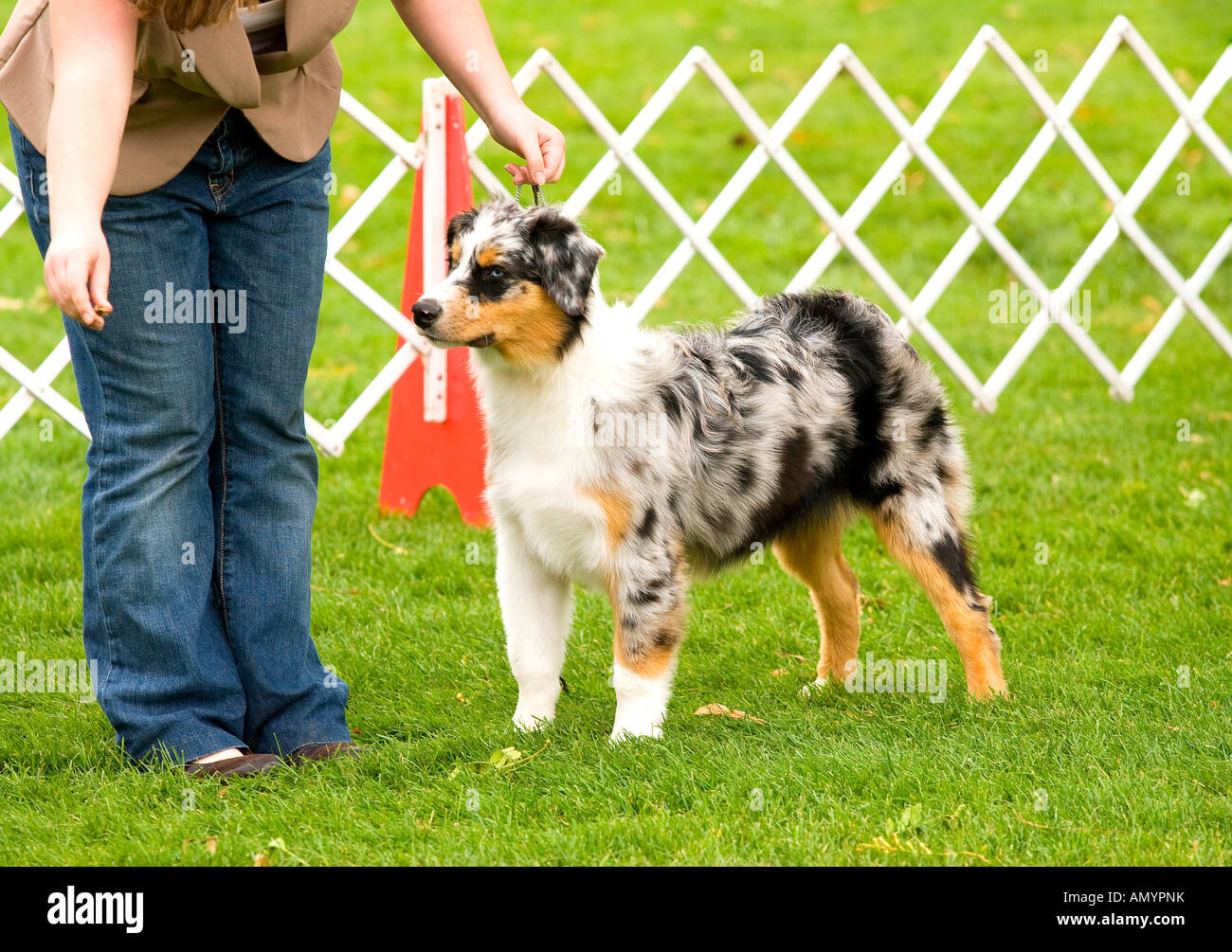 Blue merle Australian shepard pup at outdoor dog show Stock Photo - Alamy