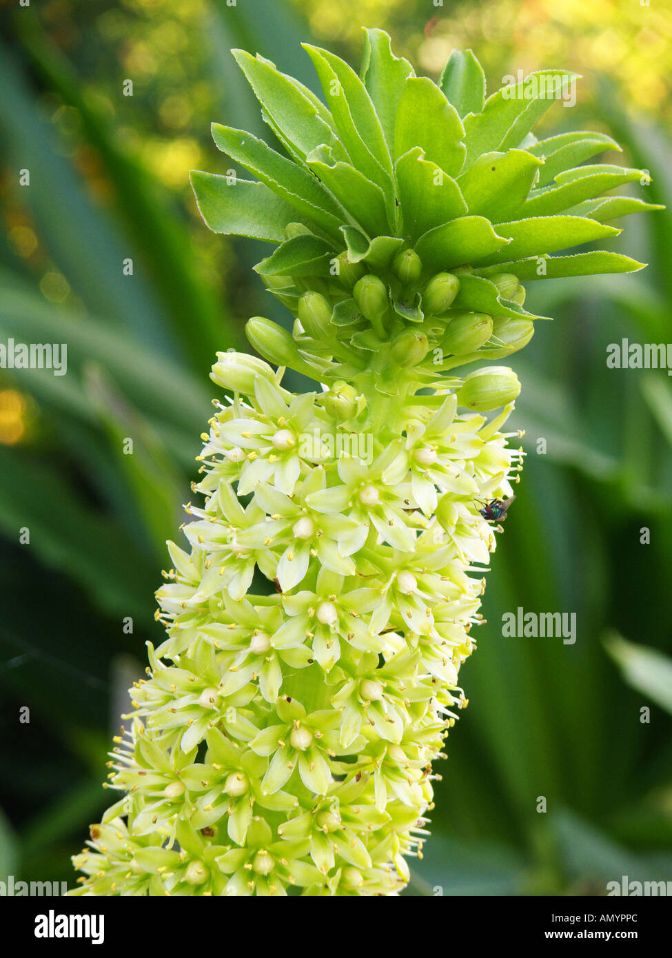 Pineapple Lily flower close up Eucomis Stock Photo - Alamy