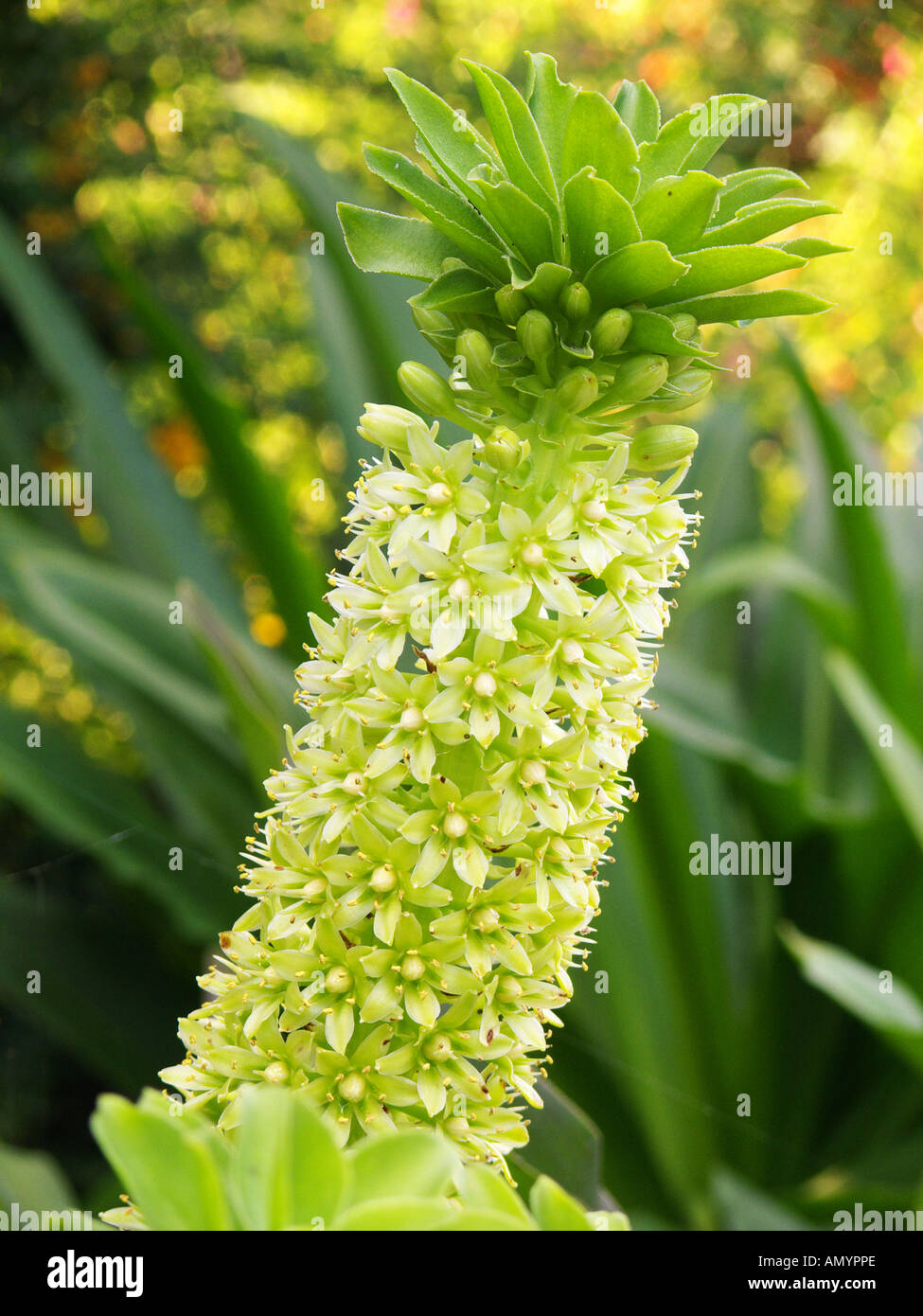 Pineapple lily flower hi-res stock photography and images - Alamy