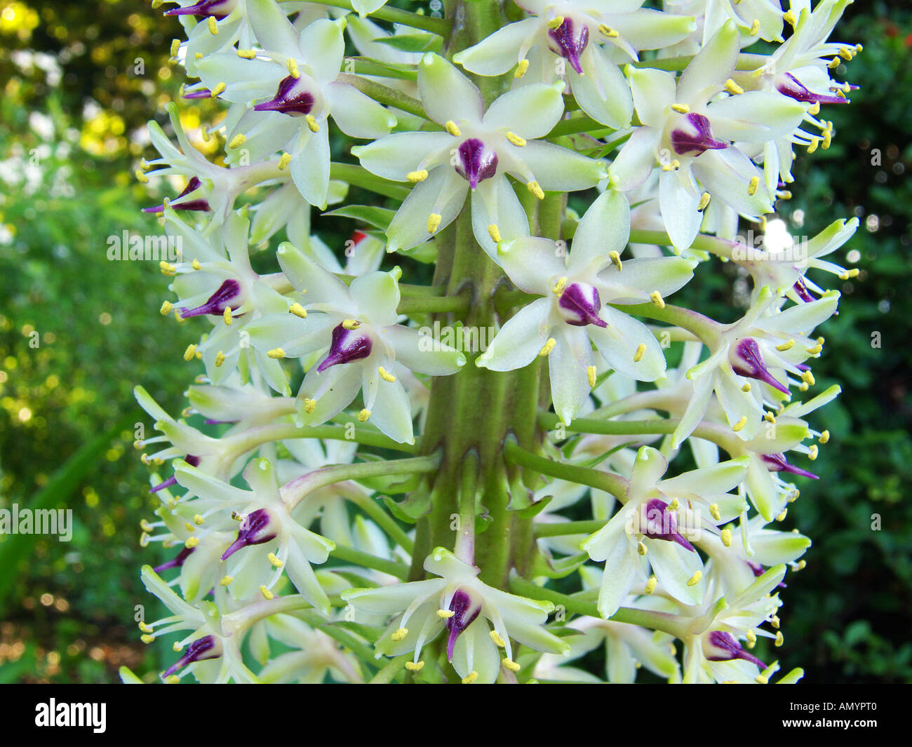 Pineapple flower eucomis hi-res stock photography and images - Alamy