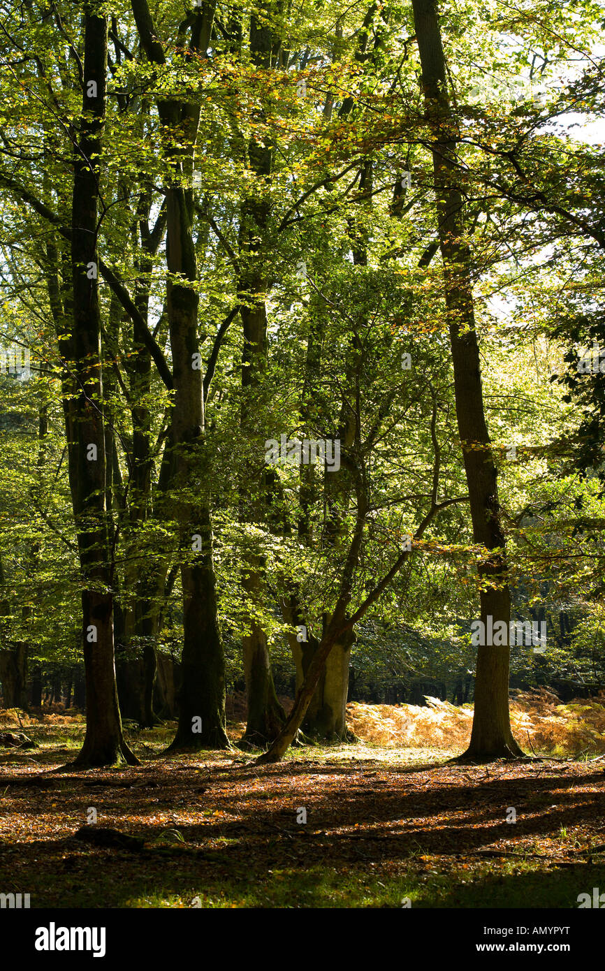 Beech Trees in the New Forest Hampshire UK Stock Photo - Alamy